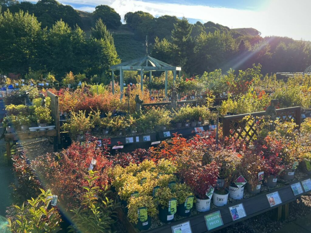 Ideas For Autumn - Gordon Rigg