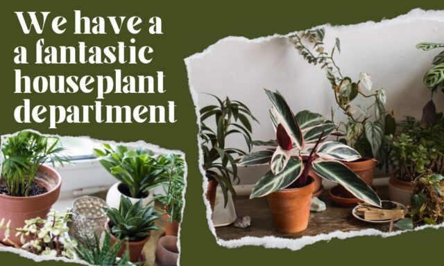 House Plant Appreciation Day - Gordon Rigg