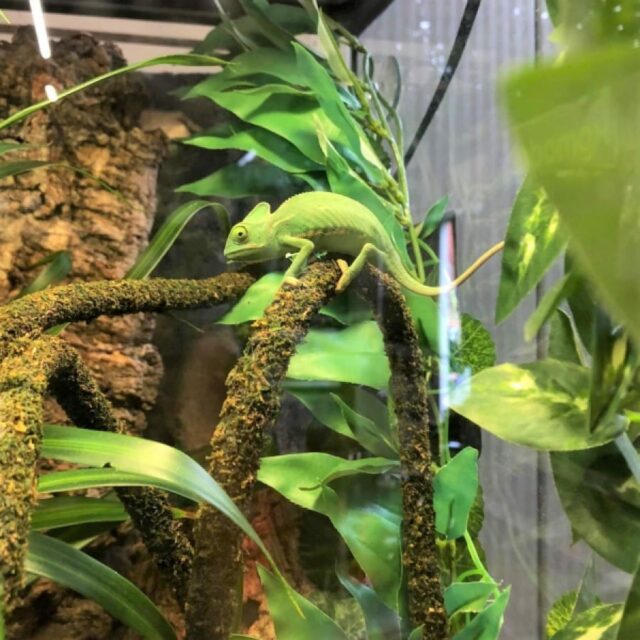 Rochdale Garden Centre - Gordon Rigg