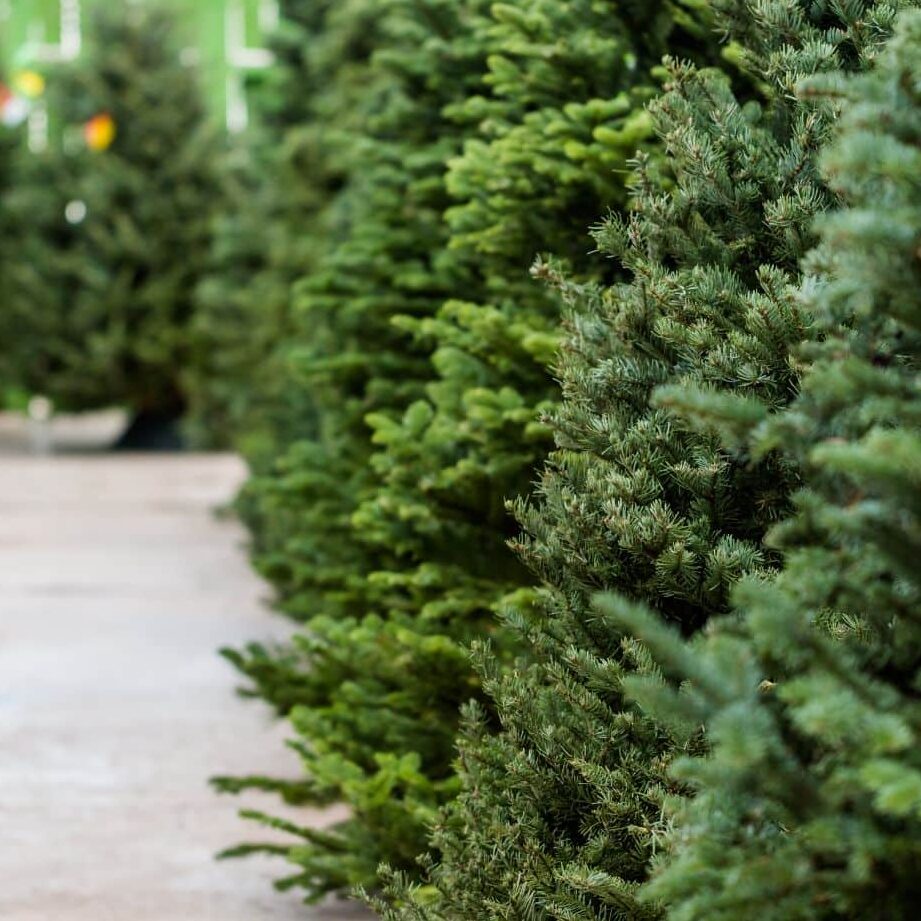 Real Christmas Trees Now In Store - Gordon Rigg