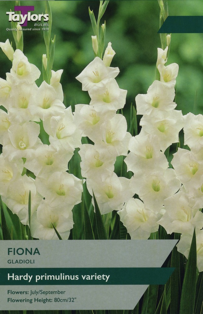 8 Gladioli Nanus Fiona - Gordon Rigg