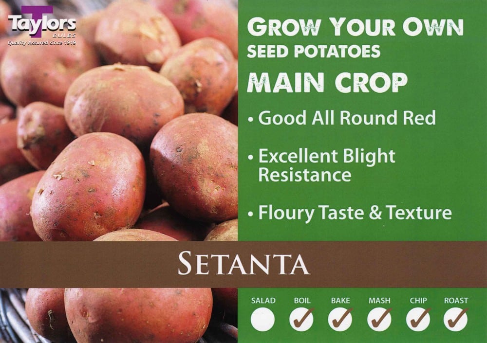 2KG Setanta Seed Potatoes - Gordon Rigg