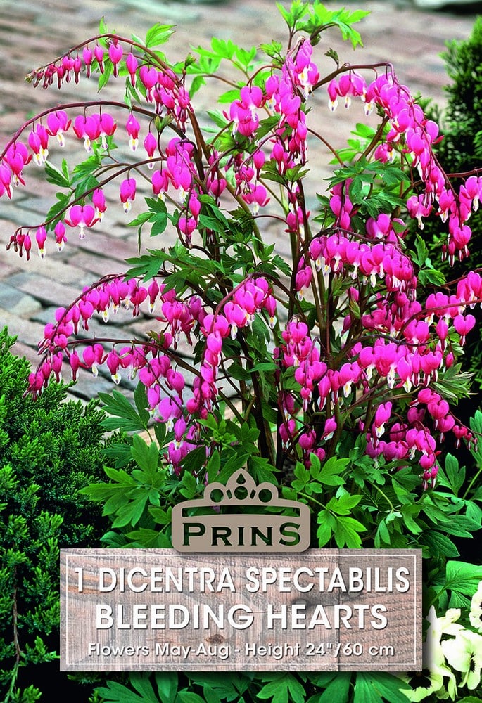 Perennial Dicentra Spectabilis Bleeding Hearts - Gordon Rigg
