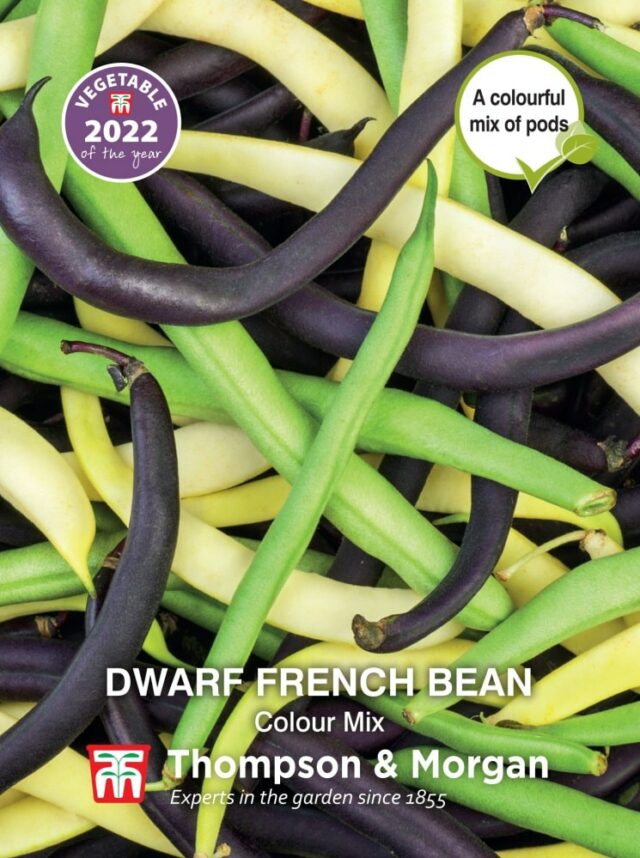 Dwarf French Bean Colour Mix - Gordon Rigg