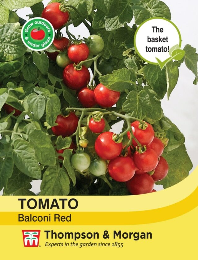 Tomato Balconi Red - Gordon Rigg
