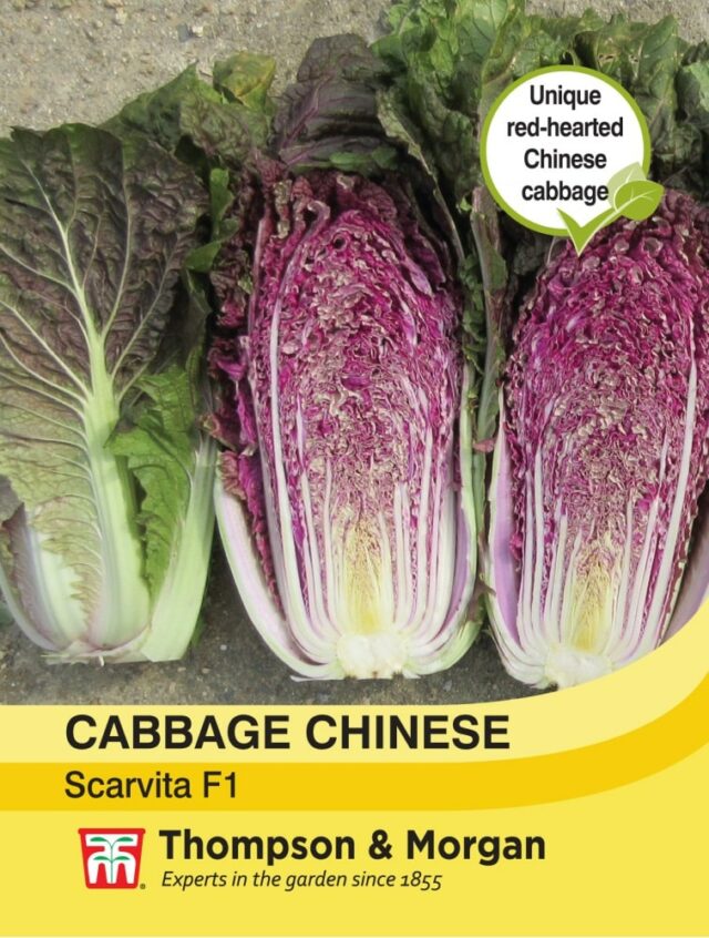 Cabbage Chinese Scarvita F1 Hybrid - Gordon Rigg