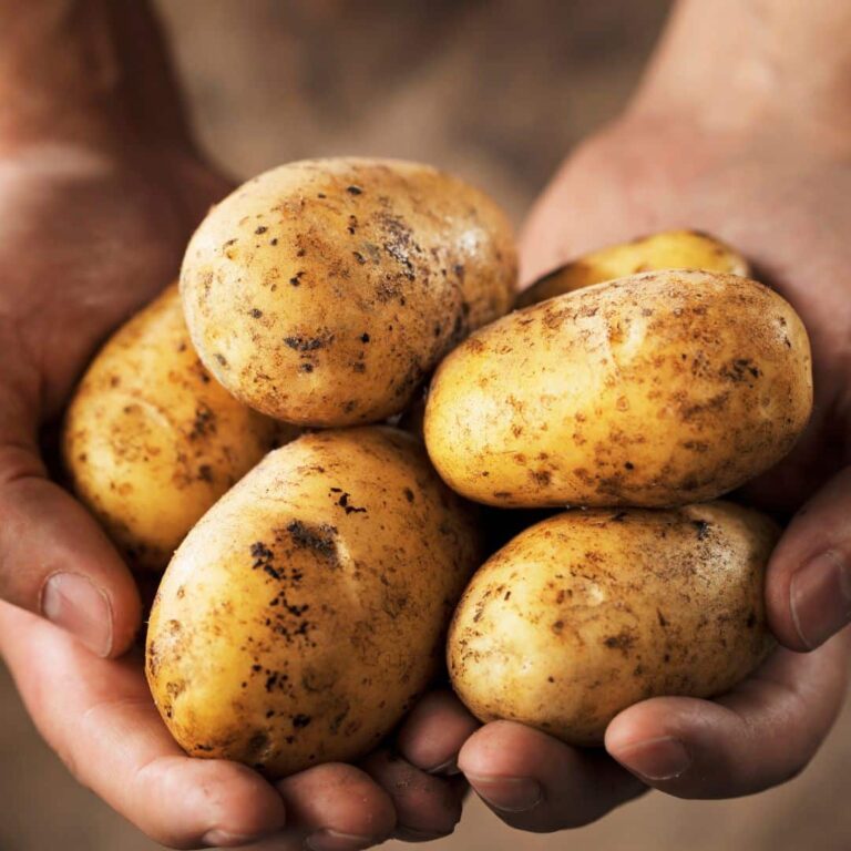 Top Tips For Growing Potatoes - Gordon Rigg