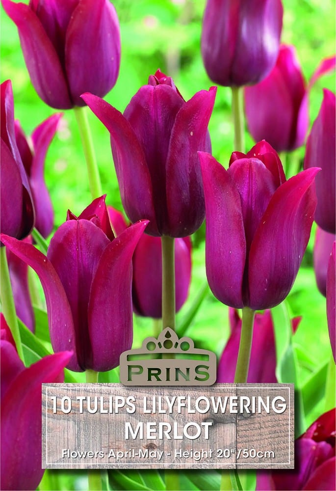10 TulipsLily Flowring Merlot - Gordon Rigg