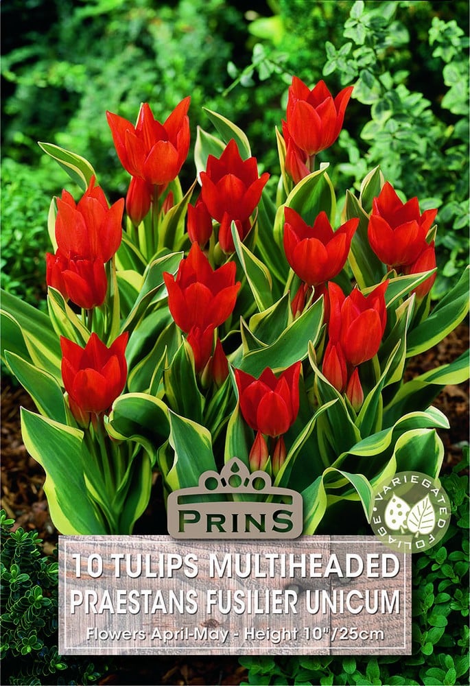 10 Tulips Multiheaded Praestans Fusilier Unicum - Gordon Rigg
