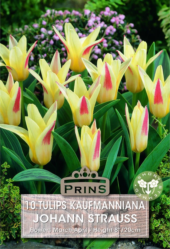 10 Tulips Short Stemmed Johann Strauss - Gordon Rigg