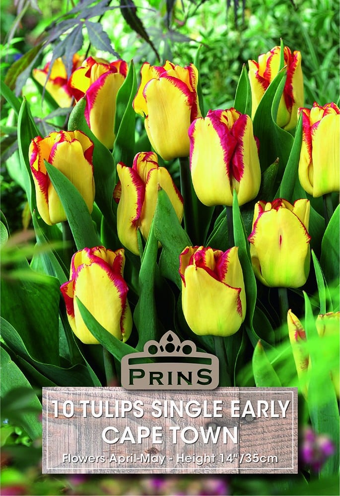 Tulips Cape Town - Gordon Rigg
