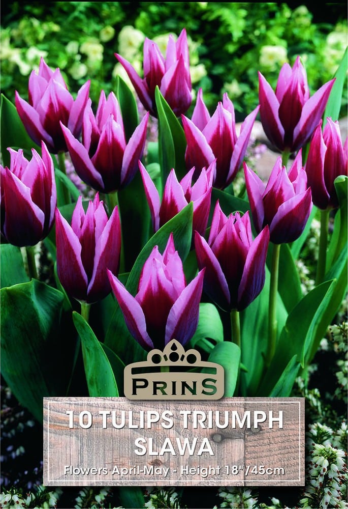 Tulips Slawa - Gordon Rigg