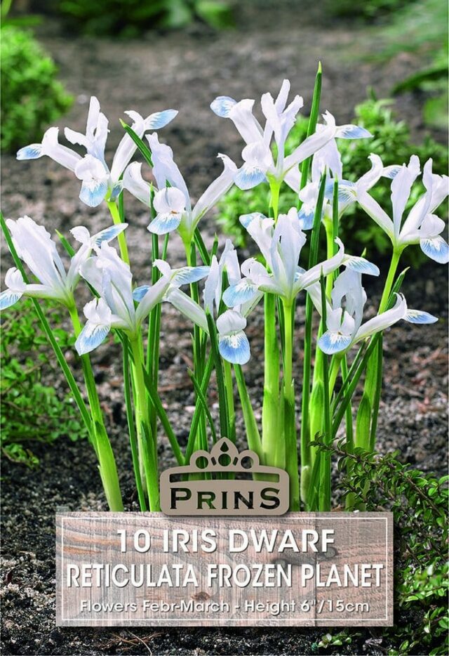 10 Iris Dwarf Reticulate Frozen Planet - Gordon Rigg
