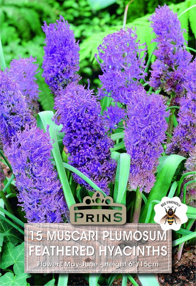 15 Muscari Feathered Hyacinths - Gordon Rigg