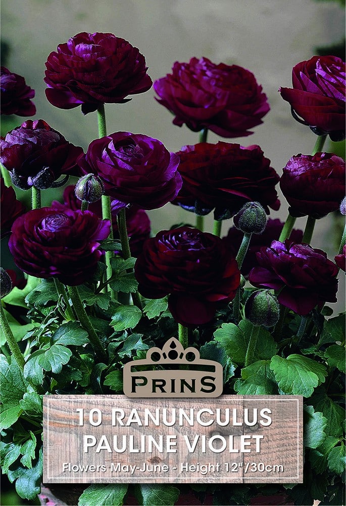 Ranuculus Pauline Violet - Gordon Rigg