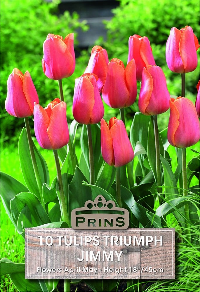 Tulips Jimmy - Gordon Rigg