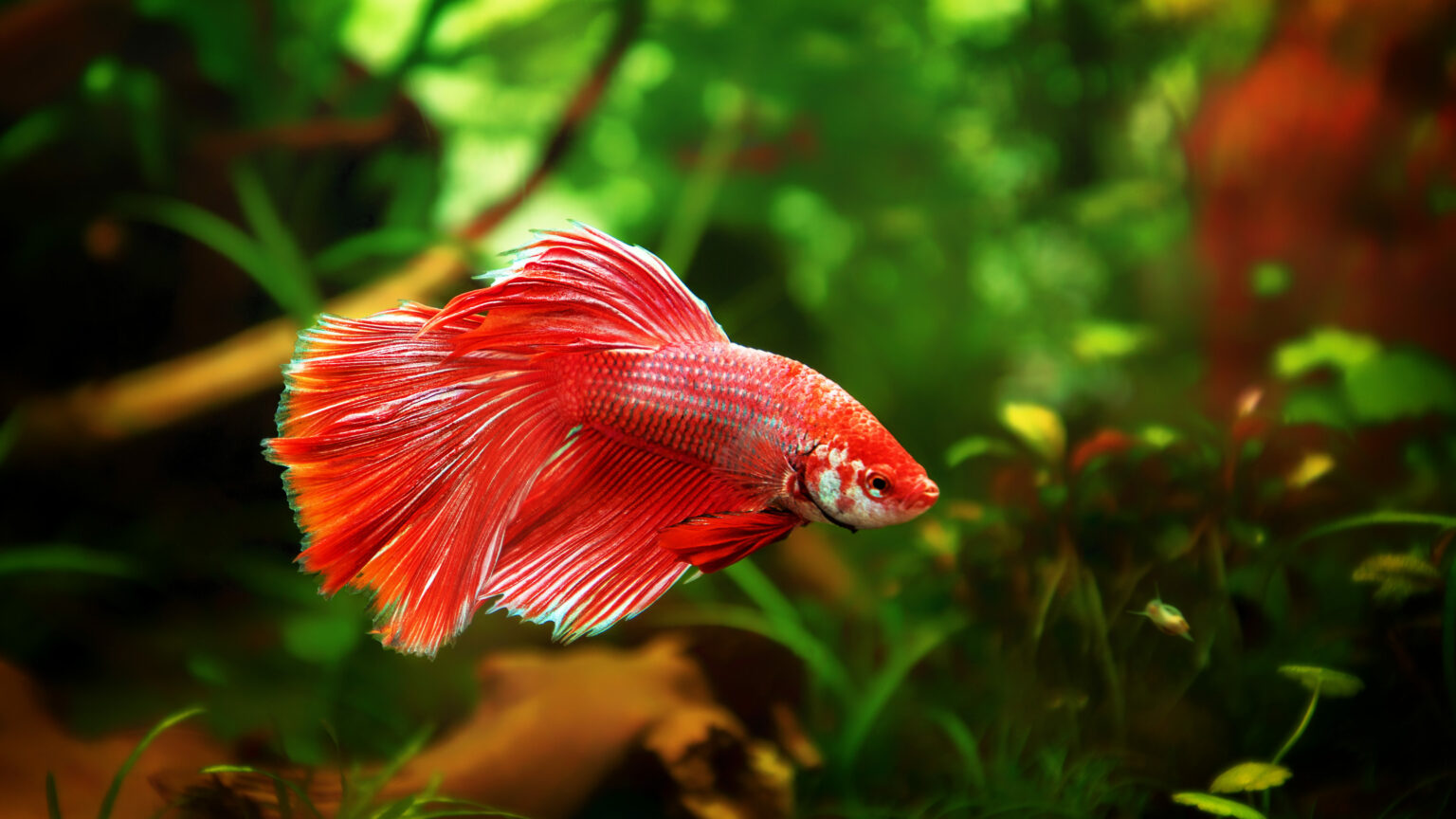 Rochdale Garden Centre - Gordon Rigg