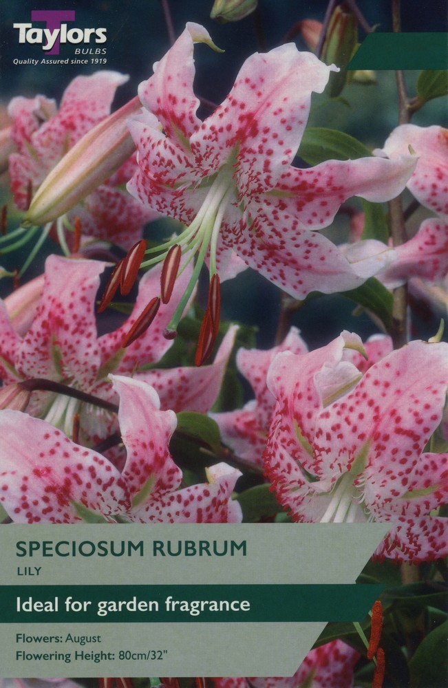 Lily Speciosum Rubrum - Gordon Rigg