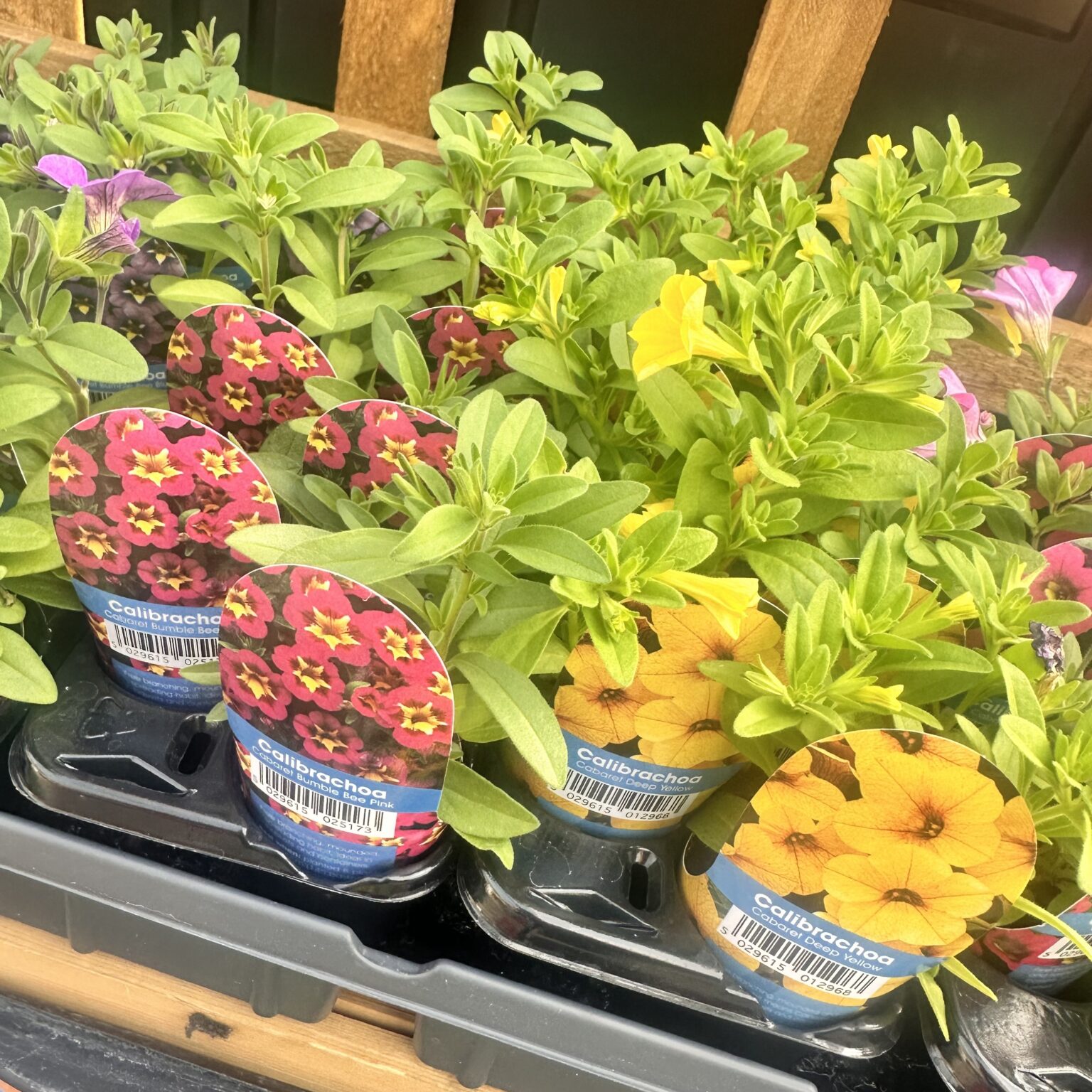 Gordon Rigg Garden Centres - Huge Range of Indoor & Outdoor Products