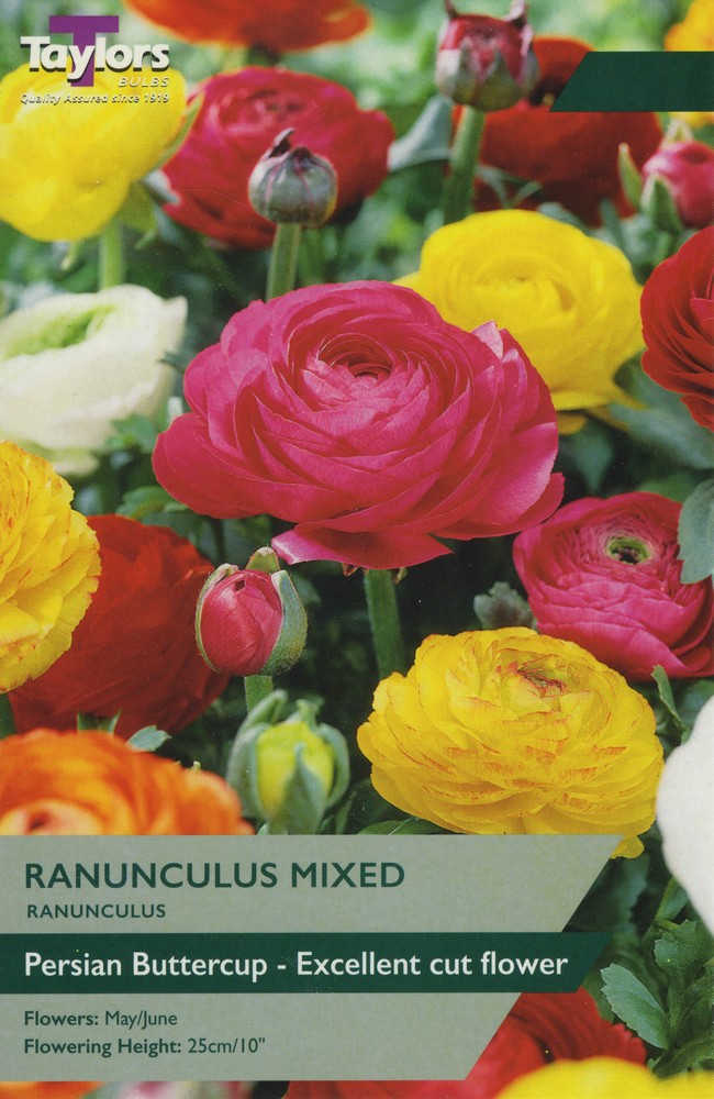 Ranunculus Mixed - Gordon Rigg