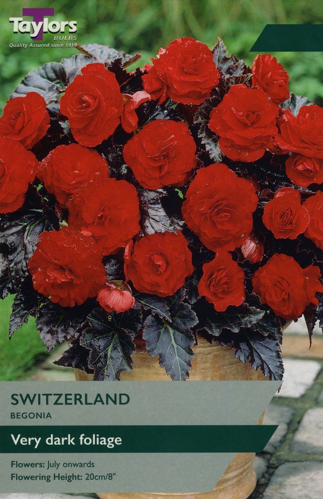 Begonia Switzerland - Gordon Rigg