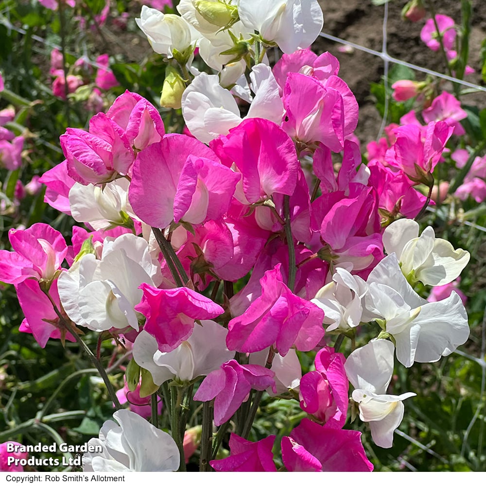 Sweet Pea Barbie Mix - Gordon Rigg