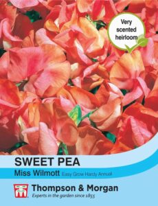 Sweet Pea Miss Willmott - Gordon Rigg