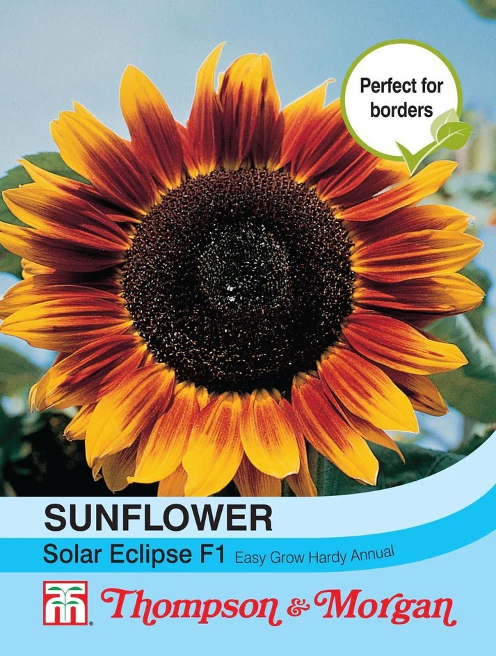 Sunflower Solar Eclipse - Gordon Rigg