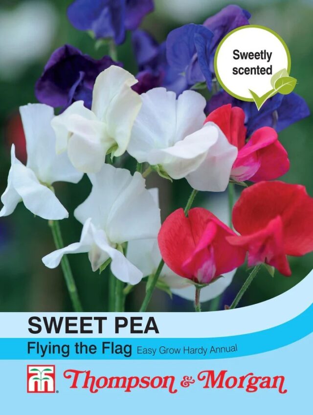 Sweet Pea Flying the Flag - Gordon Rigg