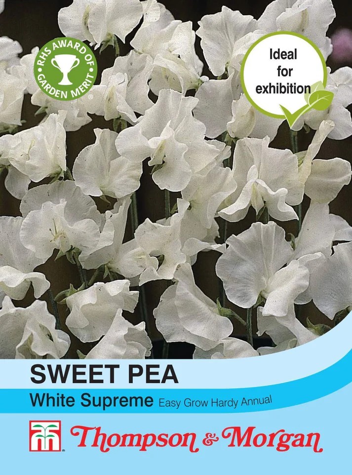Sweet Pea White Supreme - Gordon Rigg