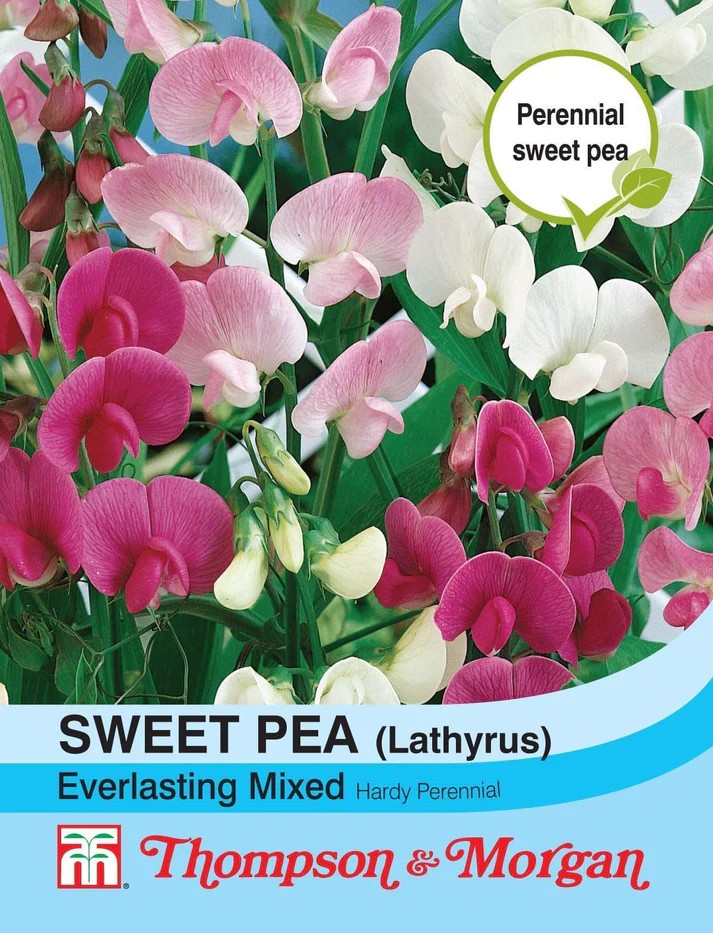 Sweet Pea Everlasting Mixed (Lathyrus) - Gordon Rigg