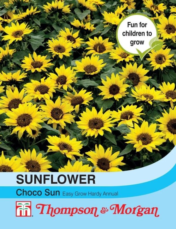 Sunflower Choco Sun - Gordon Rigg