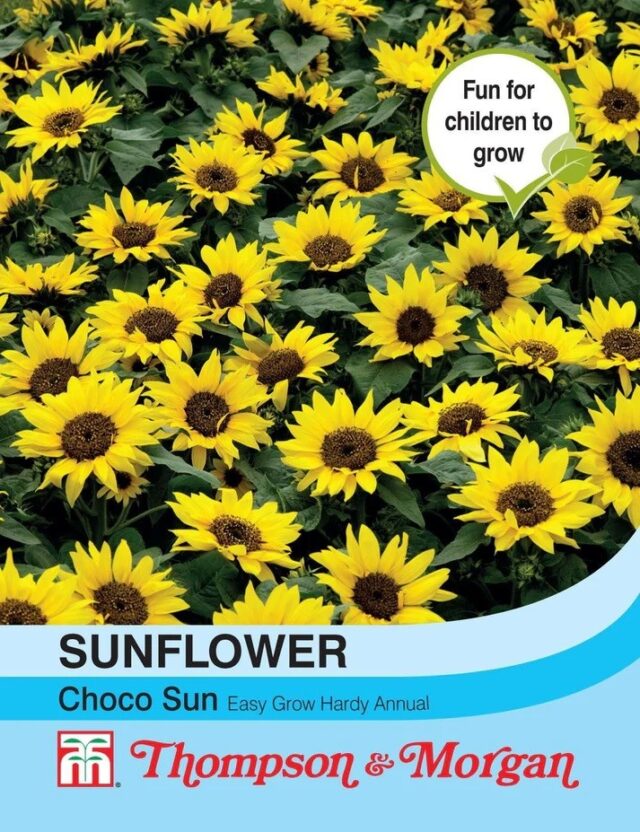 Sunflower Choco Sun - Gordon Rigg