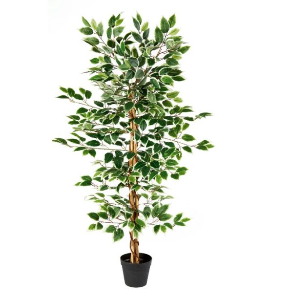 135cm Ficus Tree In Pot - Gordon Rigg