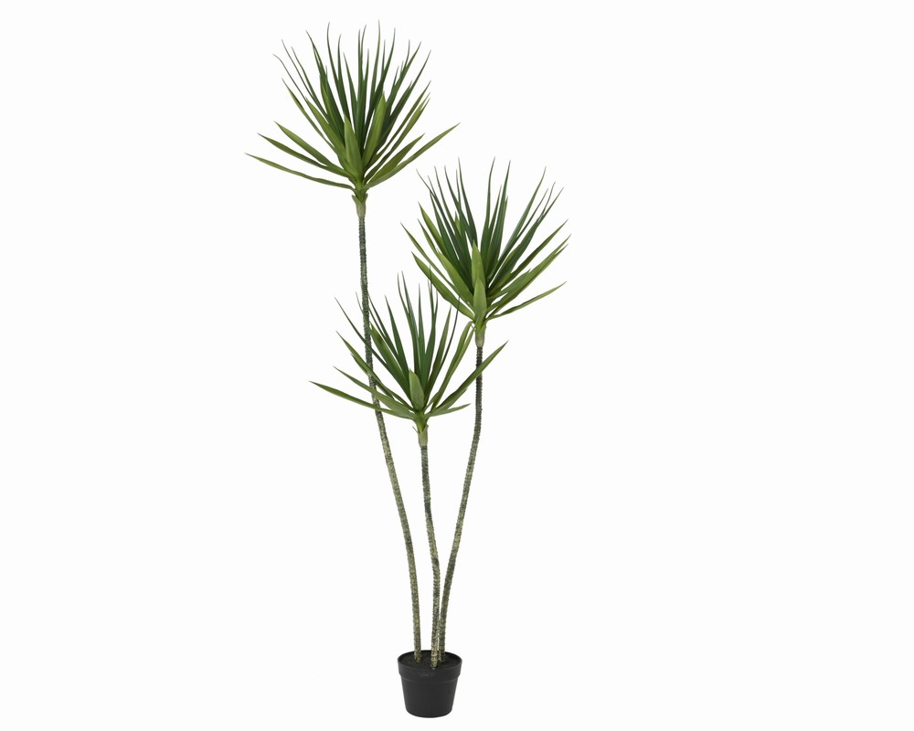 160cm Yucca In Pot - Gordon Rigg